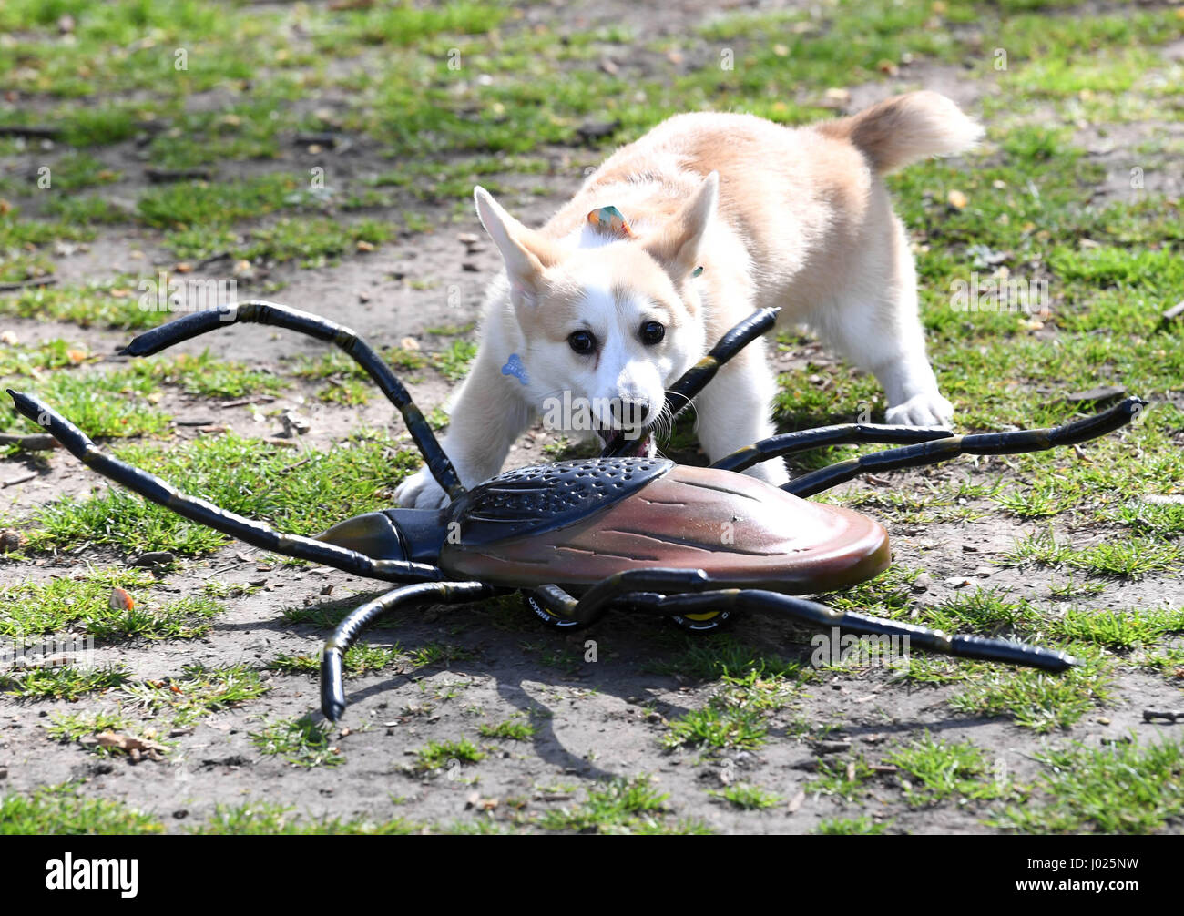 EDITORIAL USE ONLY cricket, a Pembroke Welsh Corgi puppy, plays with a ...