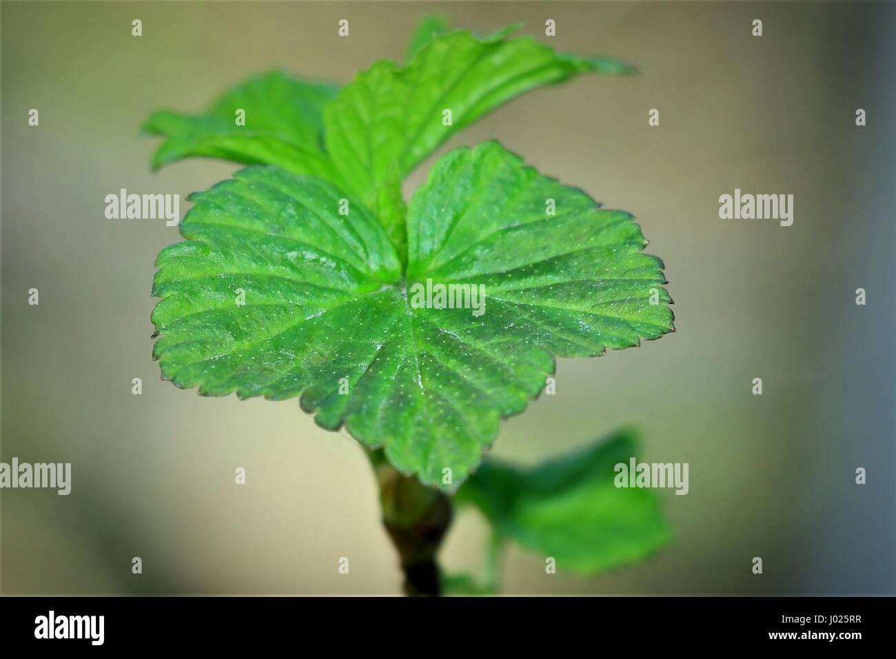 Nature wakes up. Trees green, the first bloom, the young leaves. Bloom ...