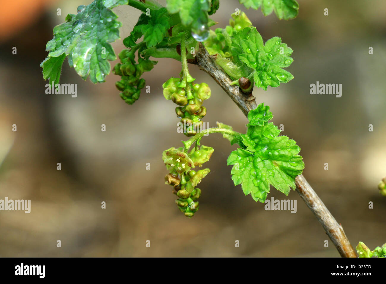 Nature wakes up. Trees green, the first bloom, the young leaves. Bloom ...