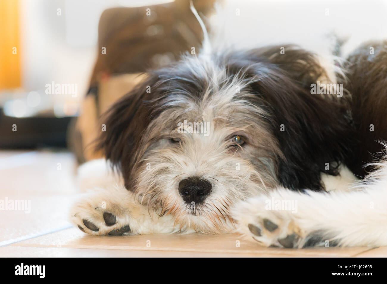 Polish Lowland Sheepdog puppy playing at home Stock Photo - Alamy