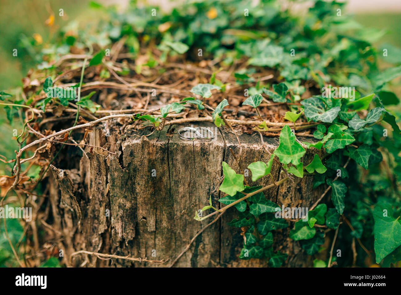Wedding rings on the stump. Wedding jewelry Stock Photo - Alamy