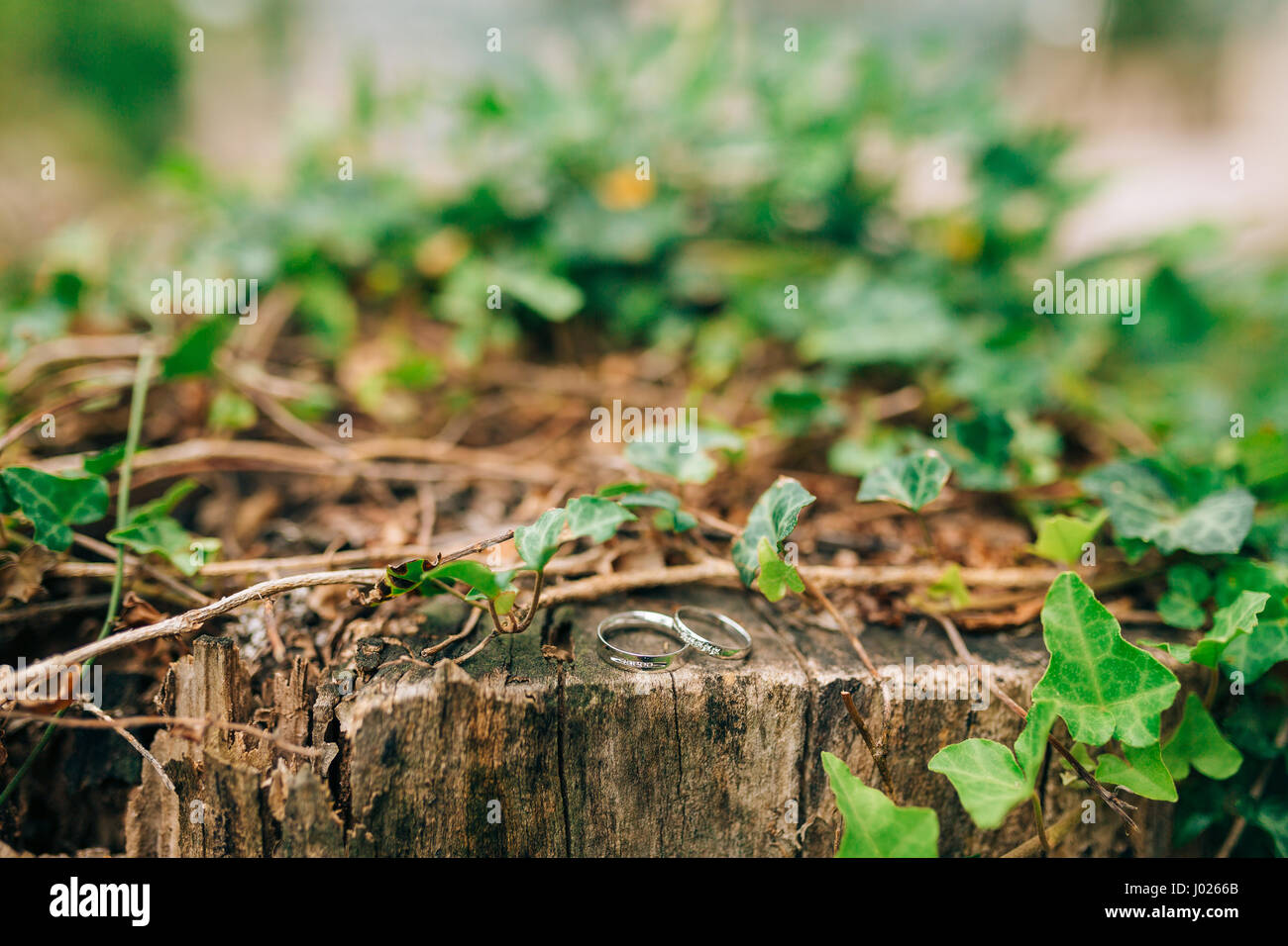 Wedding rings on the stump. Wedding jewelry Stock Photo - Alamy