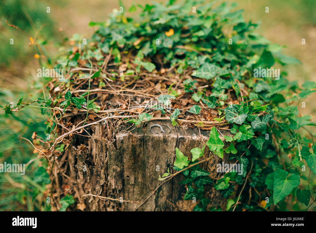 Wedding rings on the stump. Wedding jewelry Stock Photo - Alamy