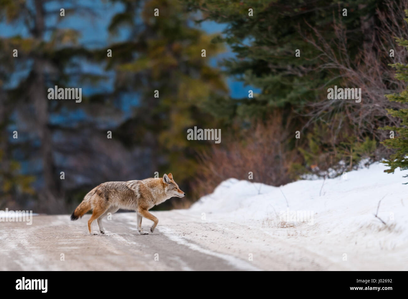 Wild coyote crossing a roadway in winter Banff National Park Alberta ...