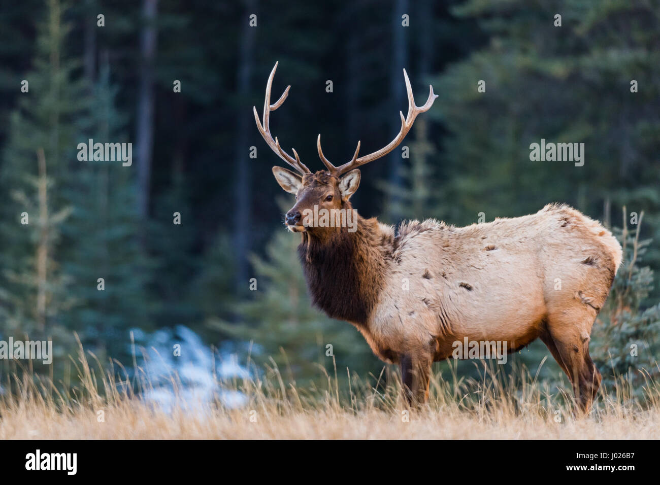 Wild Elk in winter, Banff National Park Alberta Canada Stock Photo - Alamy
