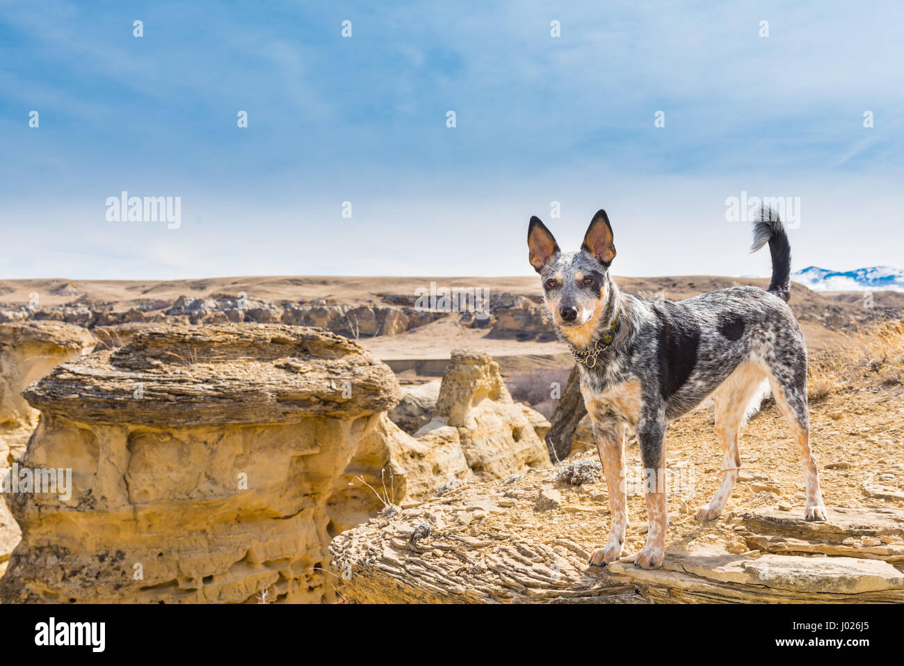 Are Dogs Allowed In Alberta Provincial Parks