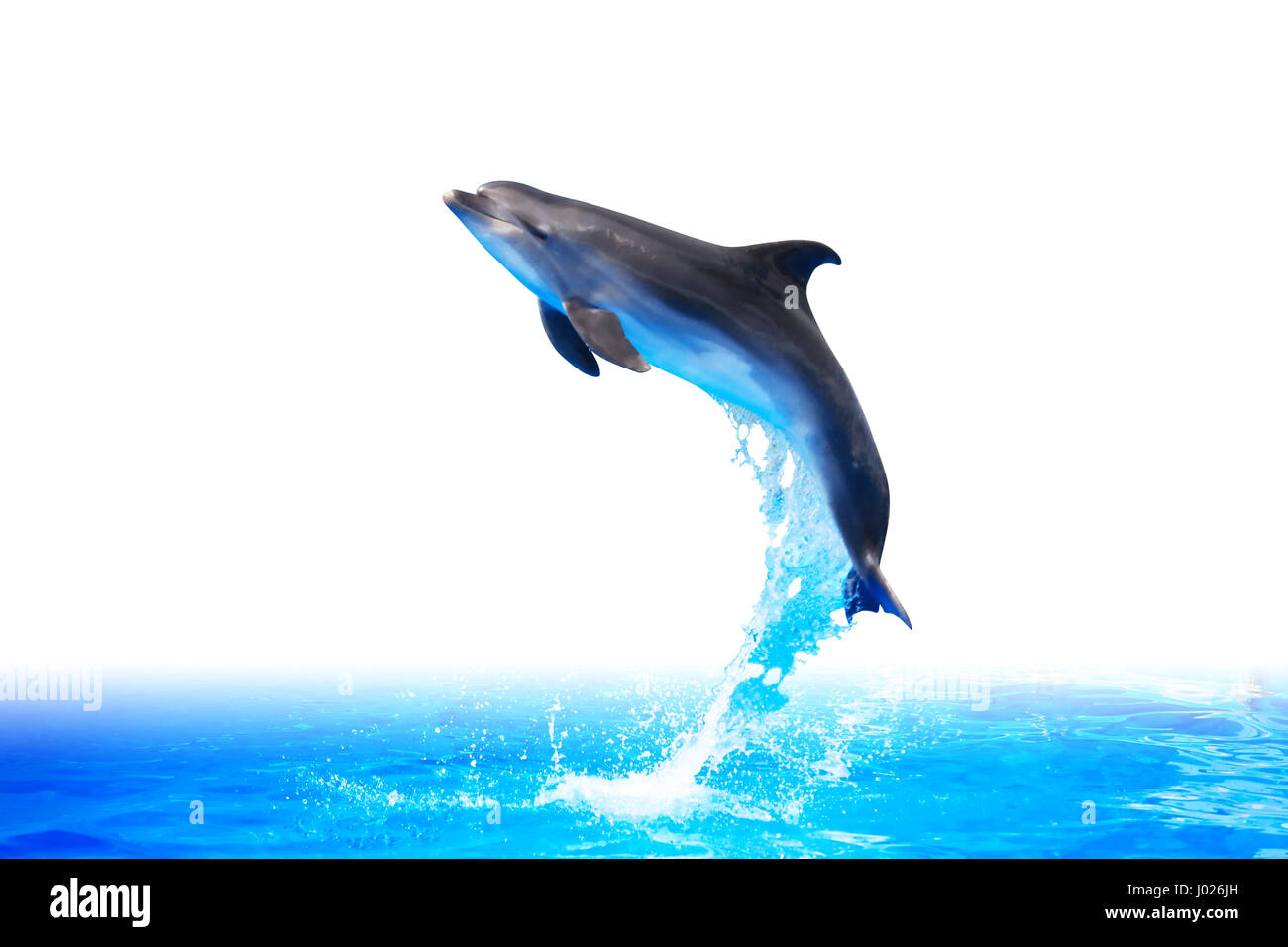 Nice trained dolphin make high jump from water on white background ...
