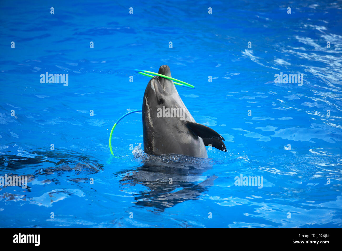 Nice trained dolphin playing with hoop in blue water Stock Photo - Alamy