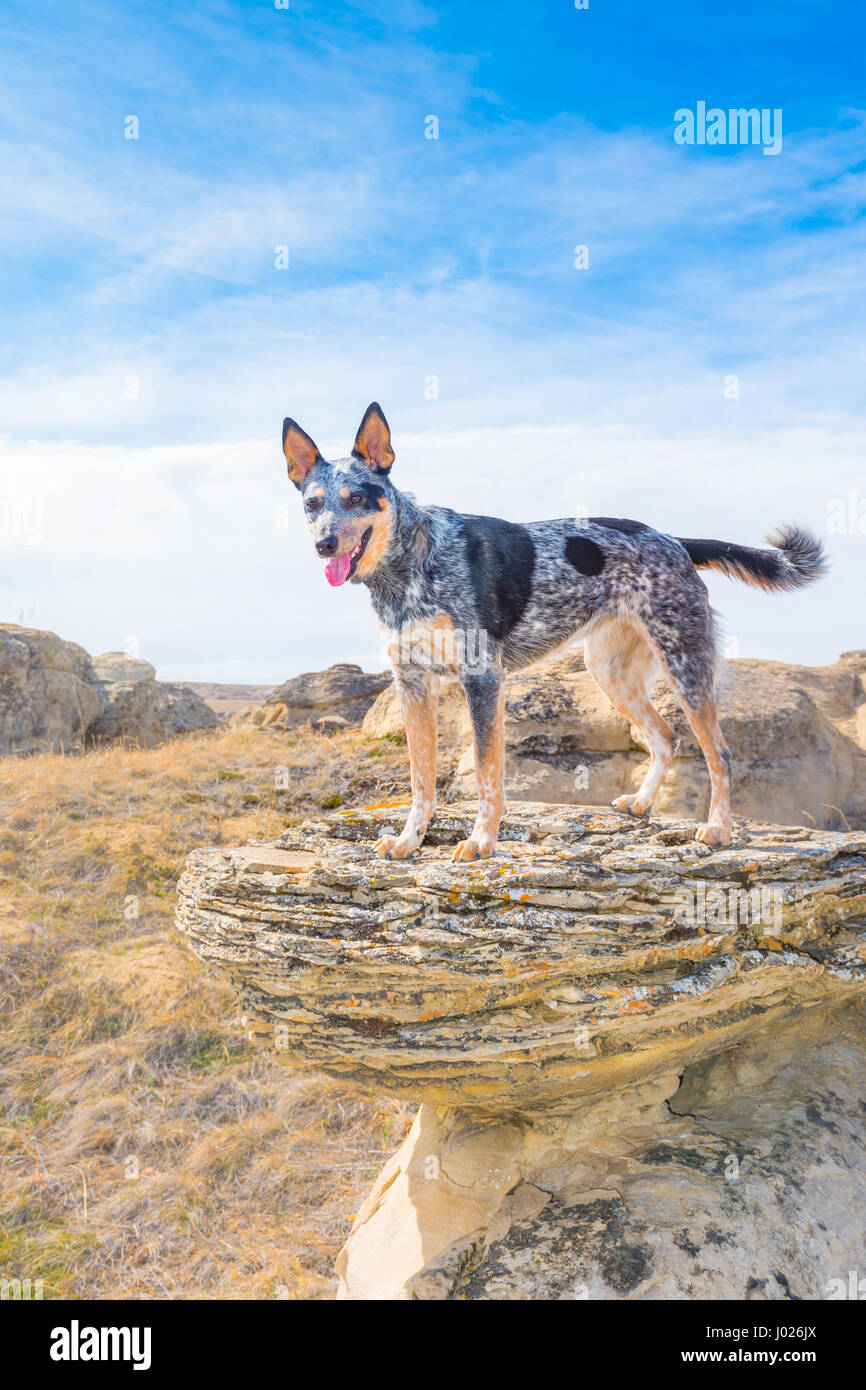 Are Dogs Allowed In Alberta Provincial Parks