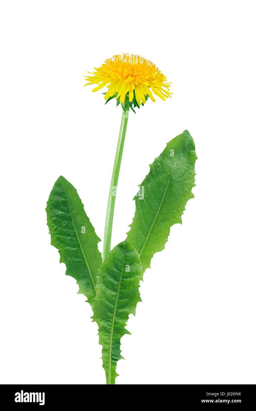 Perfect blue sky green Cut Out Stock Images & Pictures - Alamy