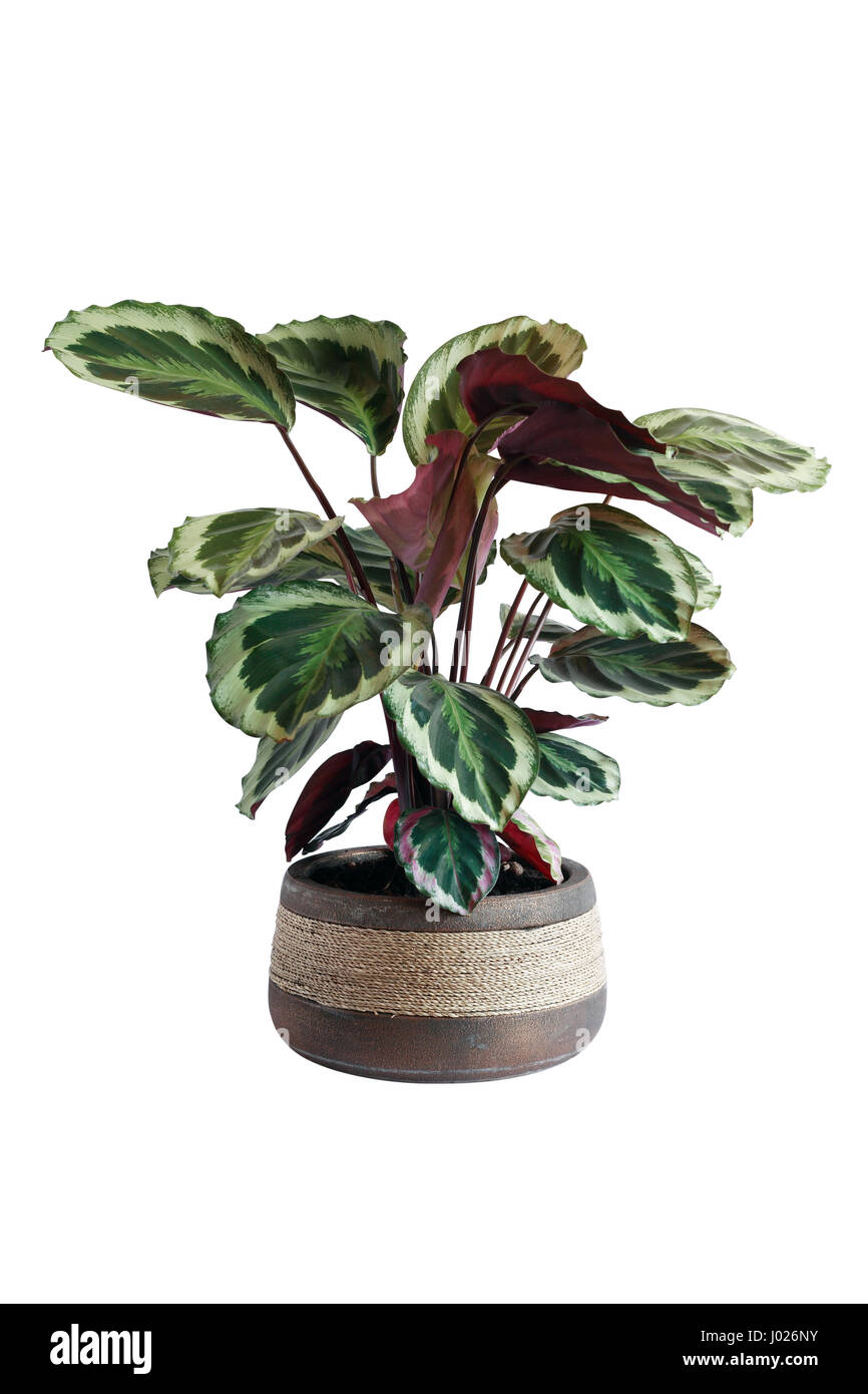 Home plant with big leaves in flower pot. Isolated with clipping path ...