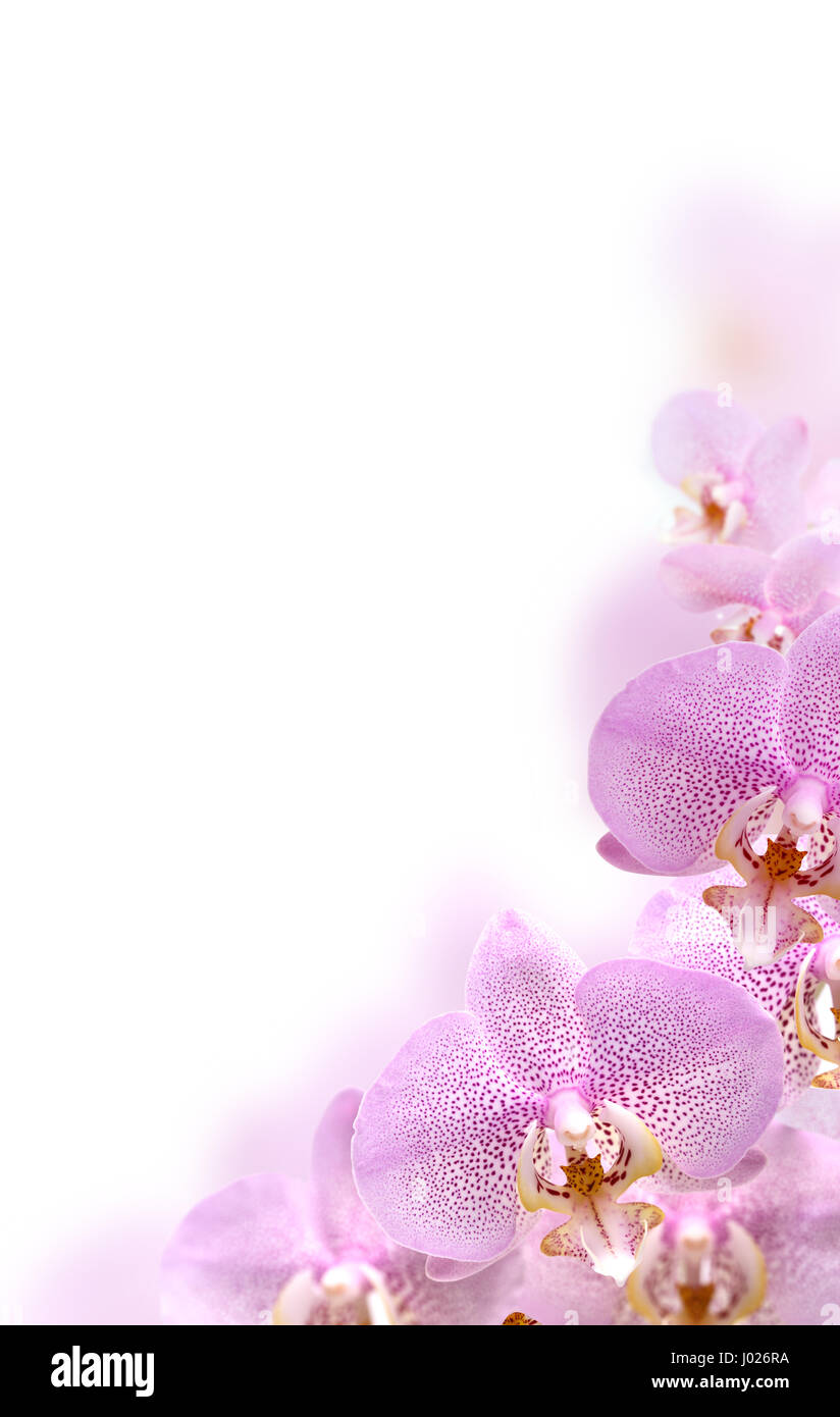 Border made from beautiful pink orchid flowers on white background ...