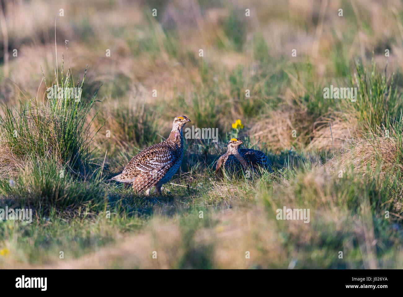 Ritual mating Dance Lek of the Sharp Tailed Grouse Alberta Canada Stock ...