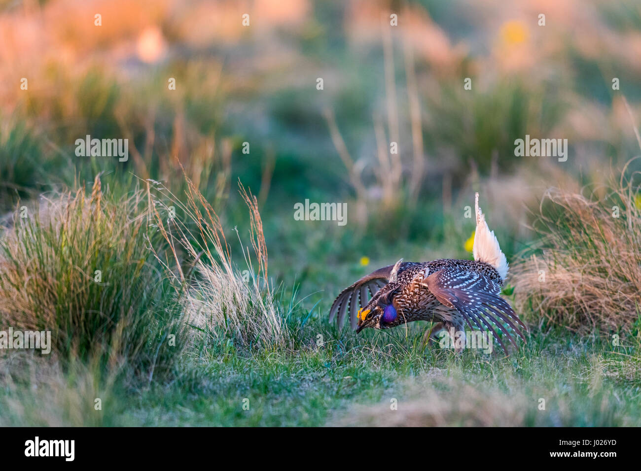 Ritual mating Dance Lek of the Sharp Tailed Grouse Alberta Canada Stock ...