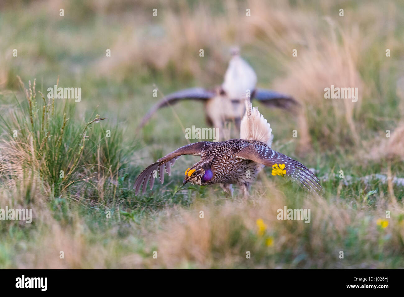 Ritual mating Dance Lek of the Sharp Tailed Grouse Alberta Canada Stock ...