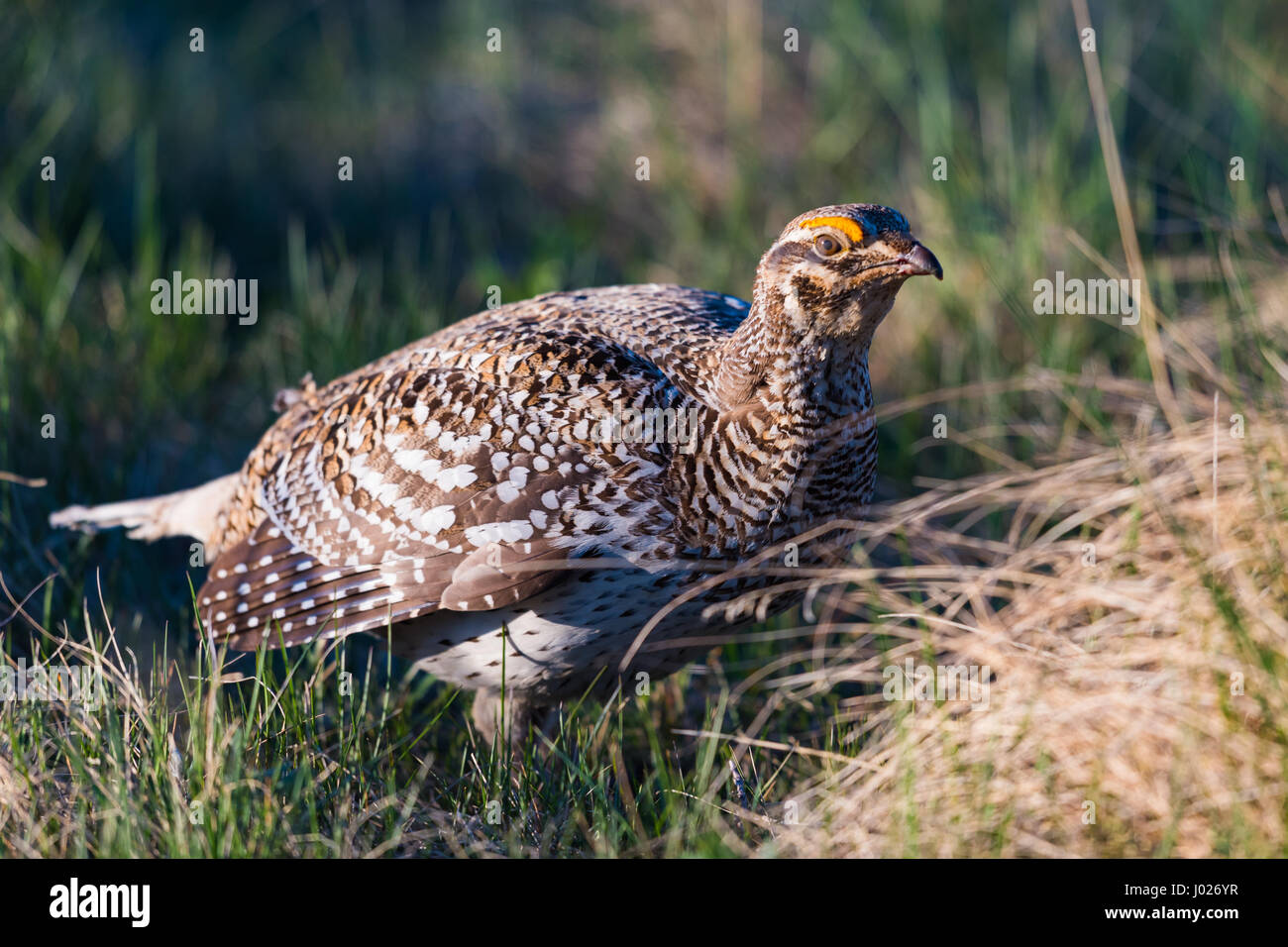 Ritual mating Dance Lek of the Sharp Tailed Grouse Alberta Canada Stock ...