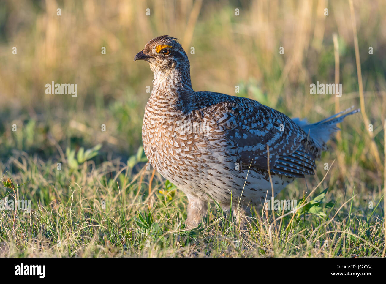 Ritual mating Dance Lek of the Sharp Tailed Grouse Alberta Canada Stock ...
