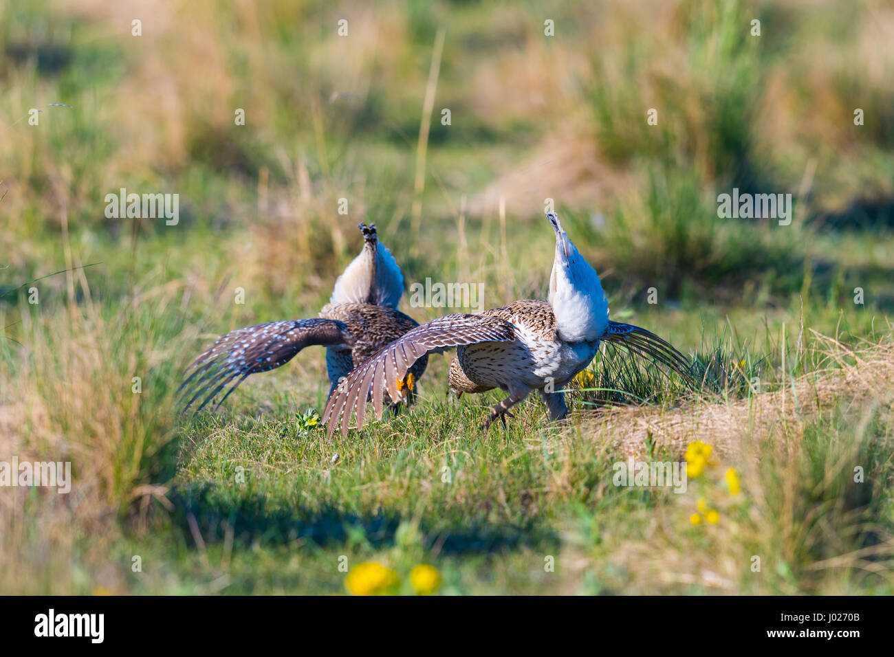 Ritual mating Dance Lek of the Sharp Tailed Grouse Alberta Canada Stock ...
