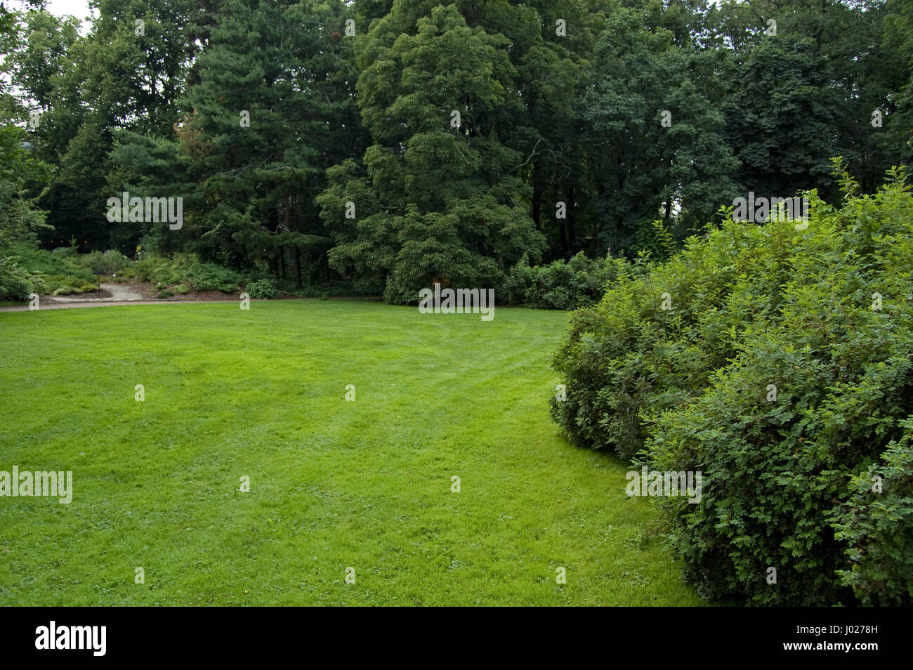 Green lawn and bush Stock Photo - Alamy