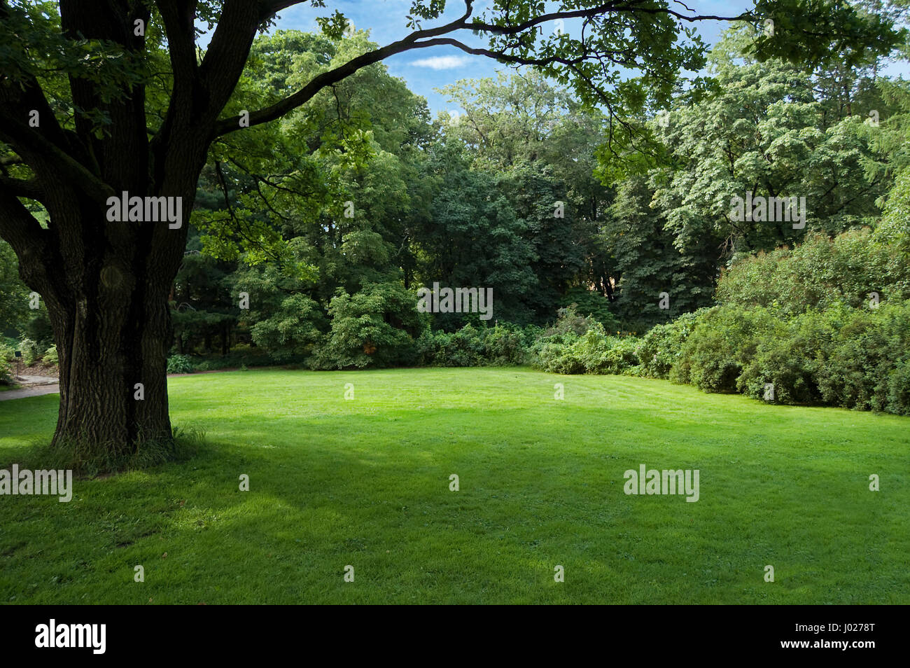 Green lawn and bush, left black tree Stock Photo - Alamy