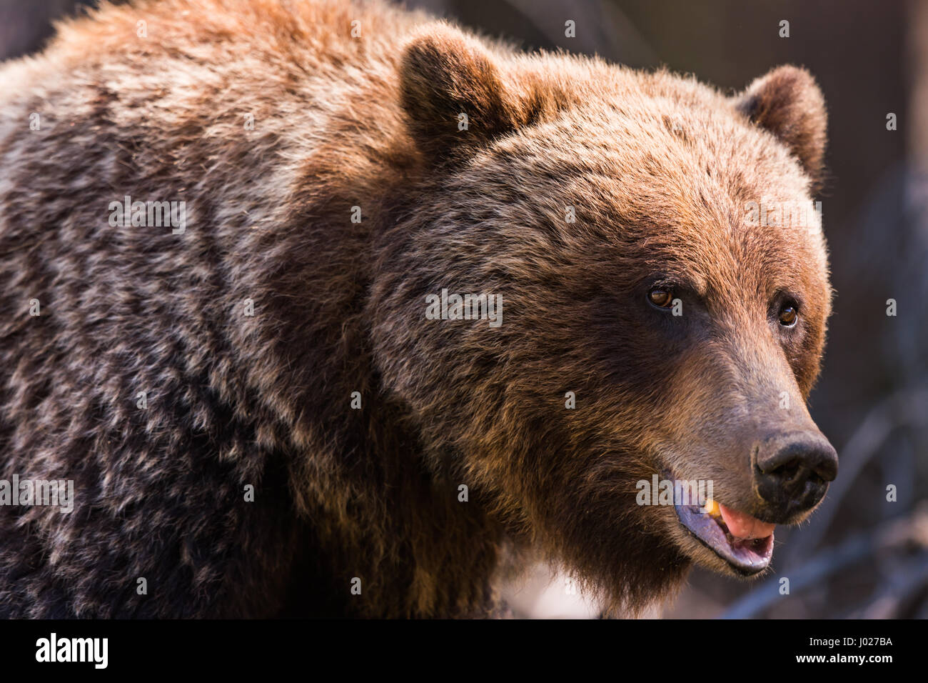 Grizzly Bear in the summertime Banff National Park Alberta Canada Stock ...