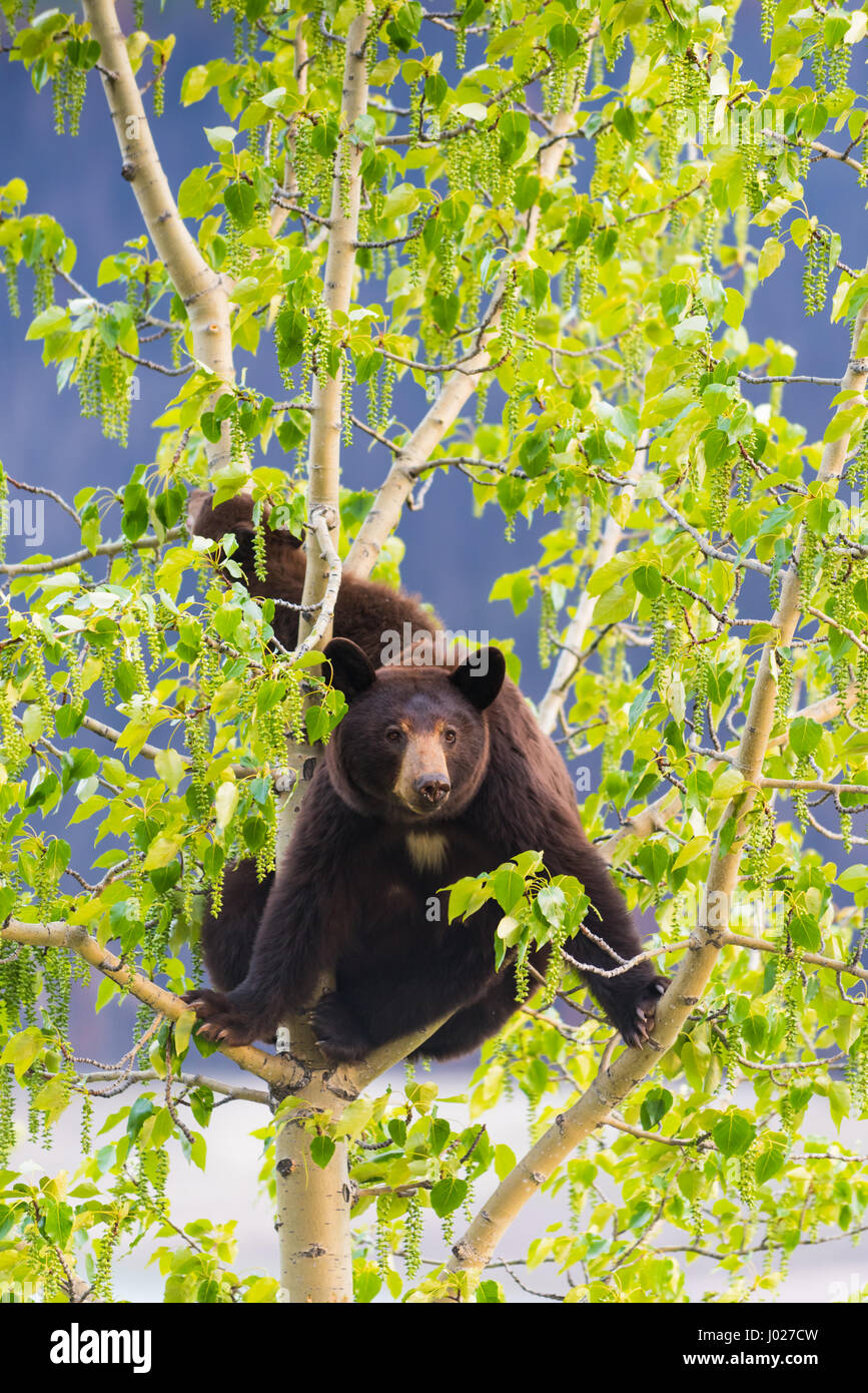 Red Colored Black Bear mother and baby cub climbing in a tree top in ...