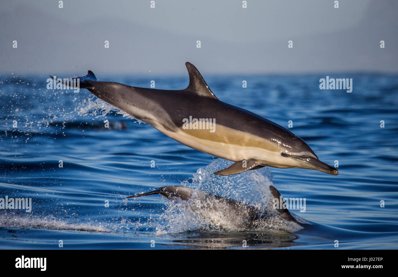Top Speed Of A Dolphin