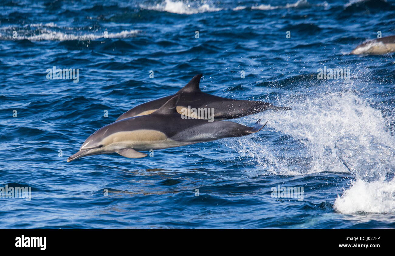Top Speed Of A Dolphin