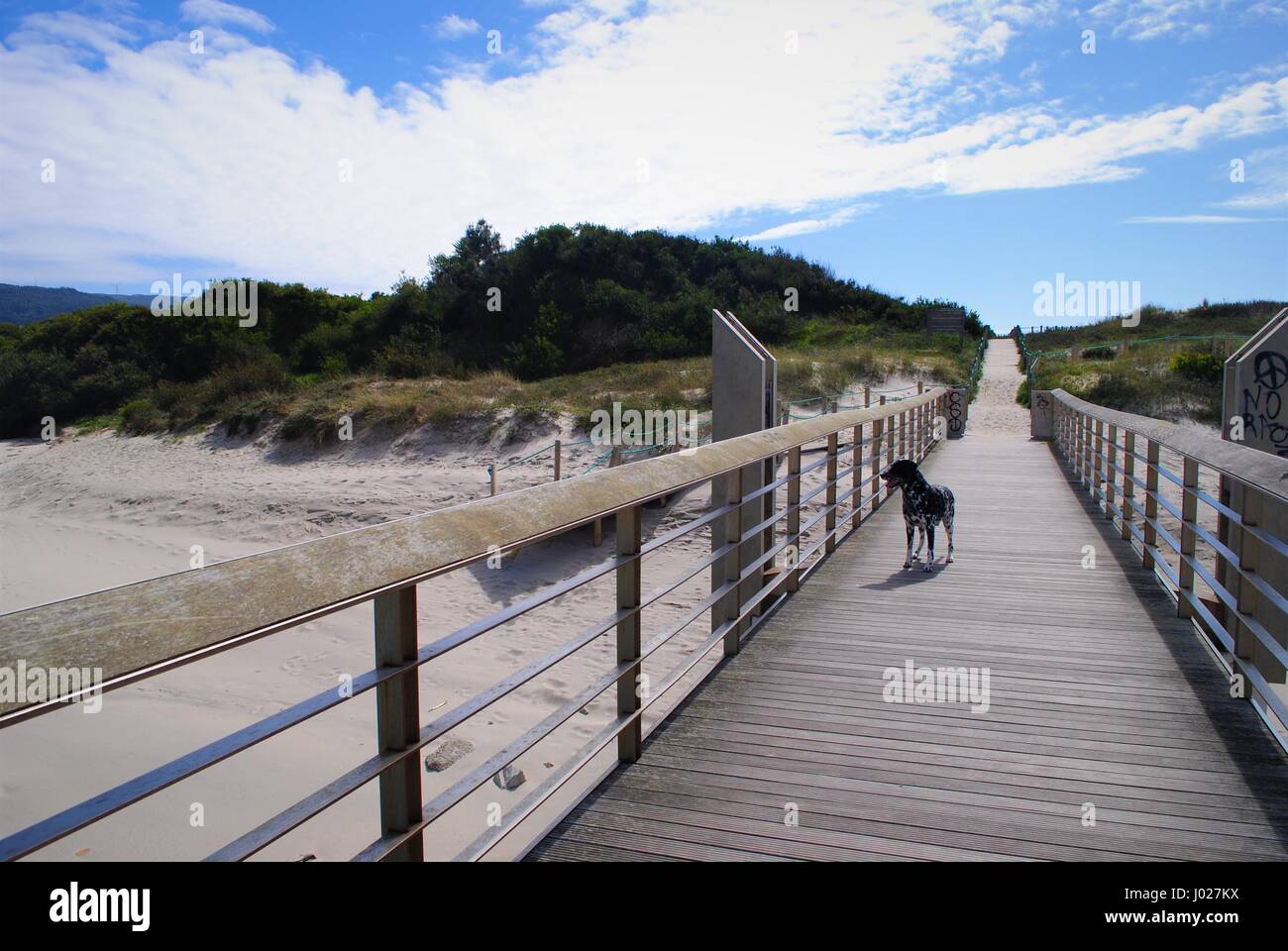 A dog at the bridge Stock Photo - Alamy