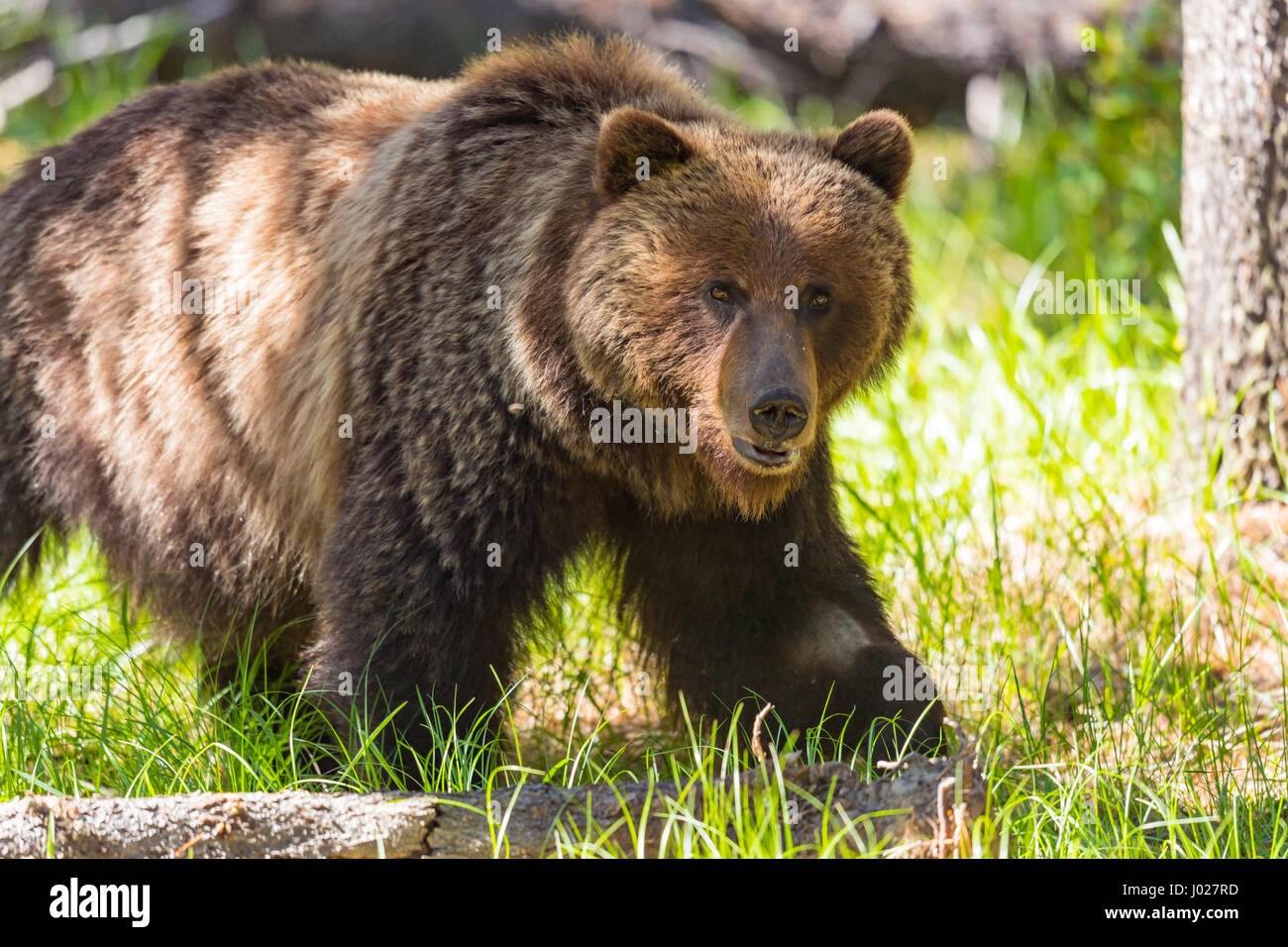 Grizzly Bear in the summertime Banff National Park Alberta Canada Stock ...