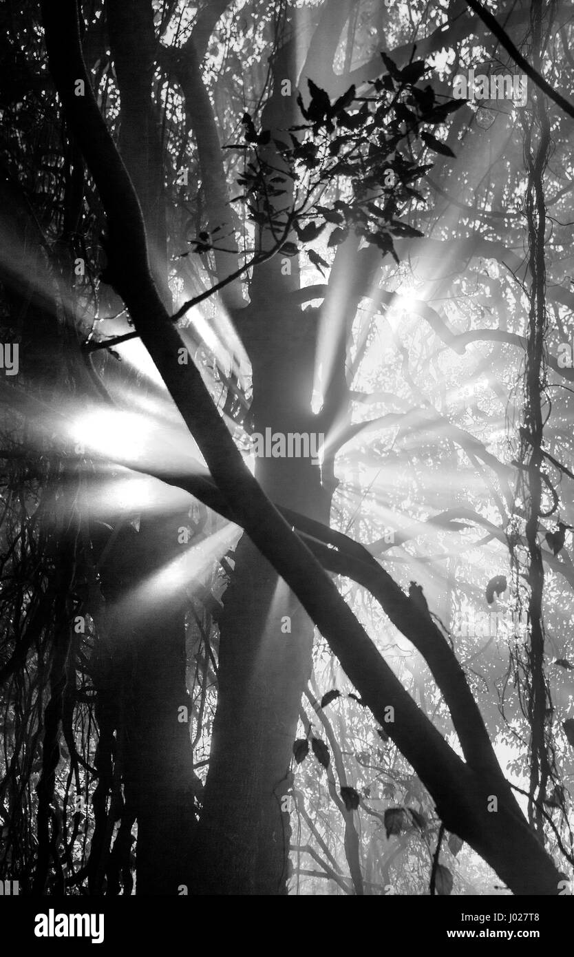 Tree branches breaking Black and White Stock Photos & Images - Alamy
