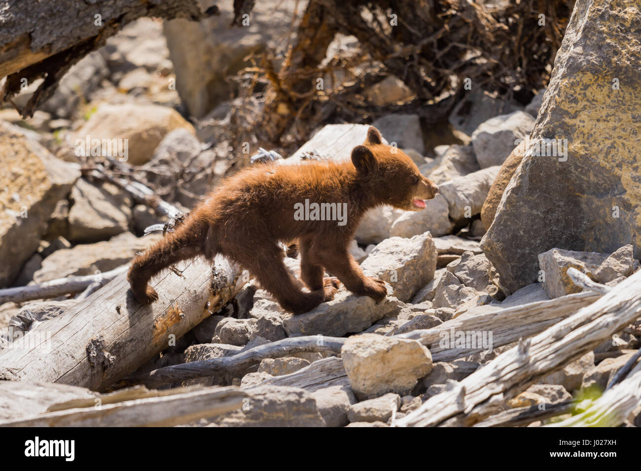 Baby rust coloured Black Bear Cub playing among rock on a lake shore ...