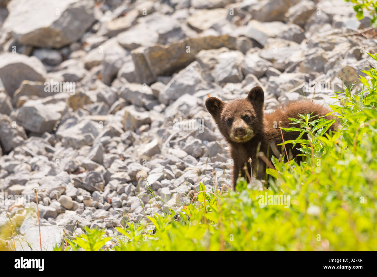 Baby rust coloured Black Bear Cub playing among rock on a lake shore ...