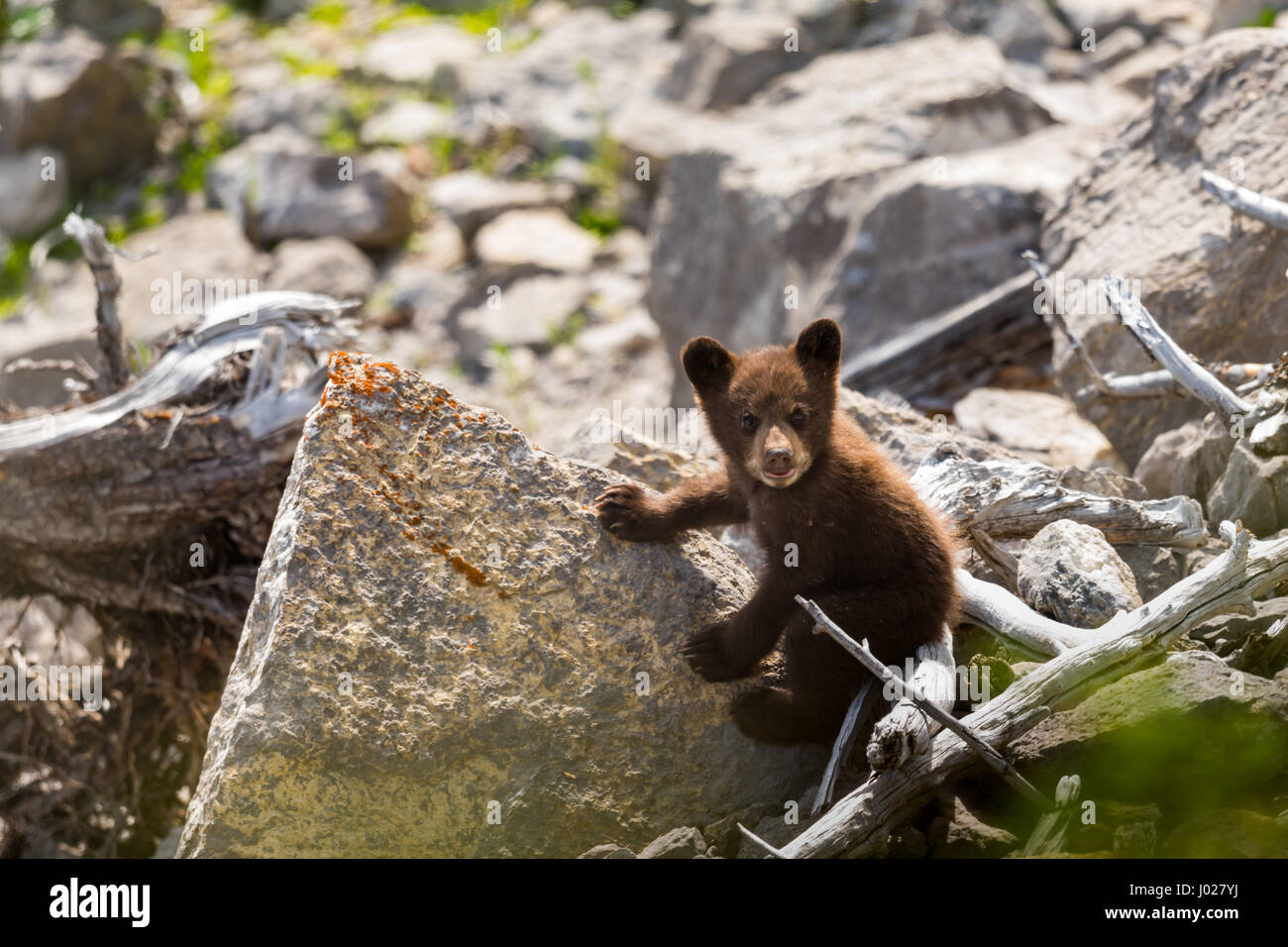 Baby rust coloured Black Bear Cub playing among rock on a lake shore ...