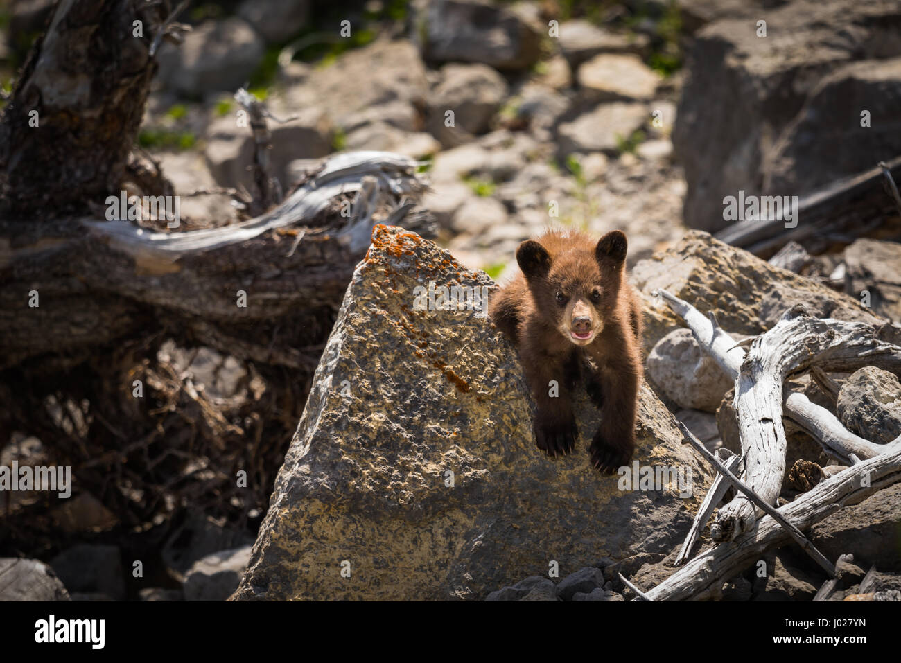 Baby rust coloured Black Bear Cub playing among rock on a lake shore ...