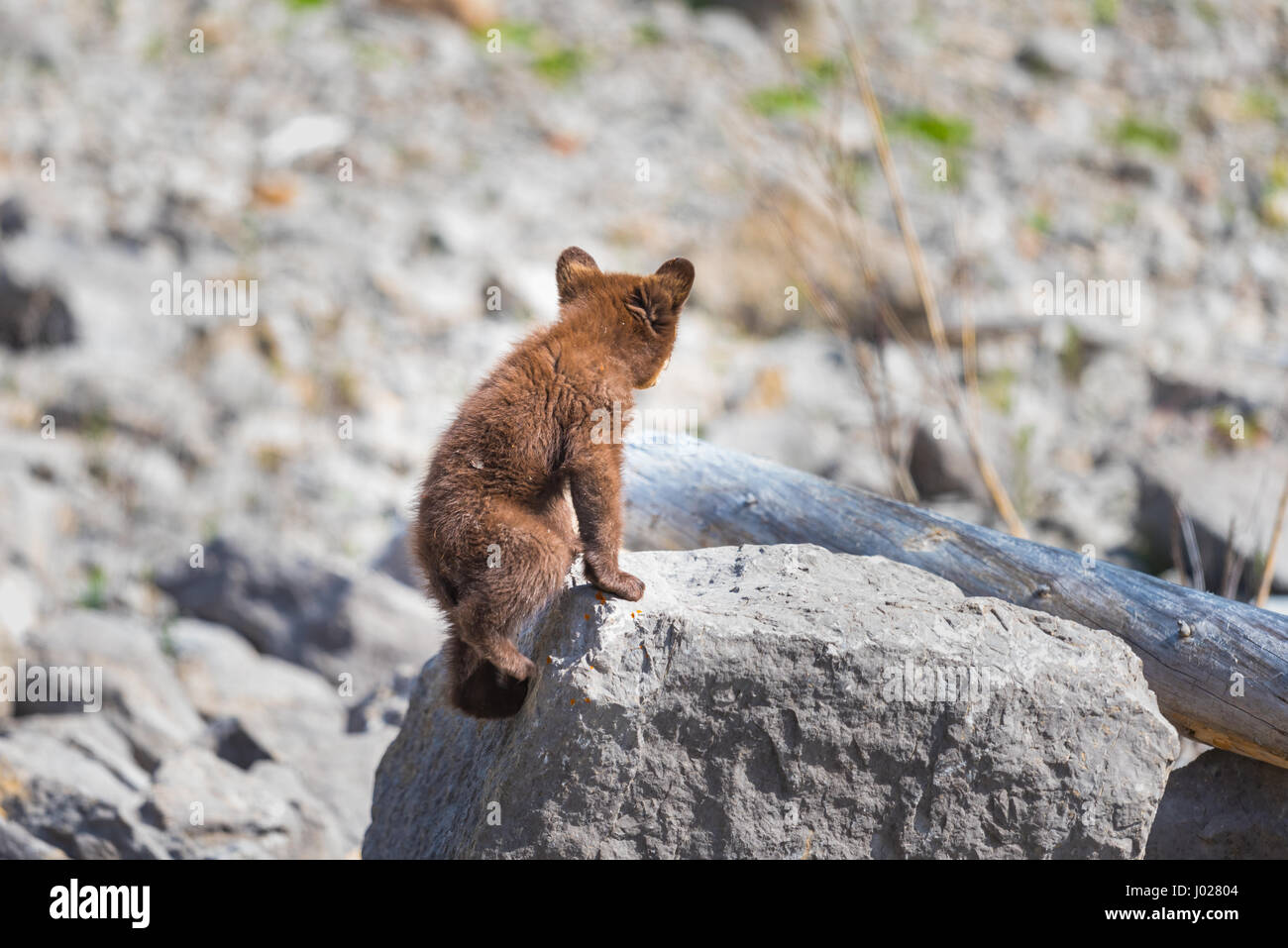 Baby rust coloured Black Bear Cub playing among rock on a lake shore ...