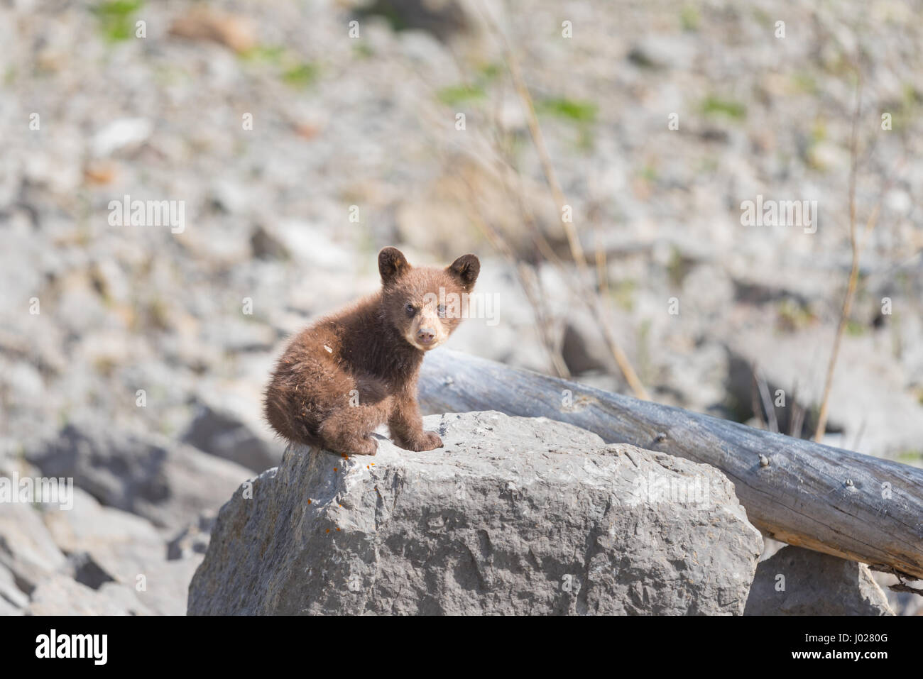 Baby rust coloured Black Bear Cub playing among rock on a lake shore ...
