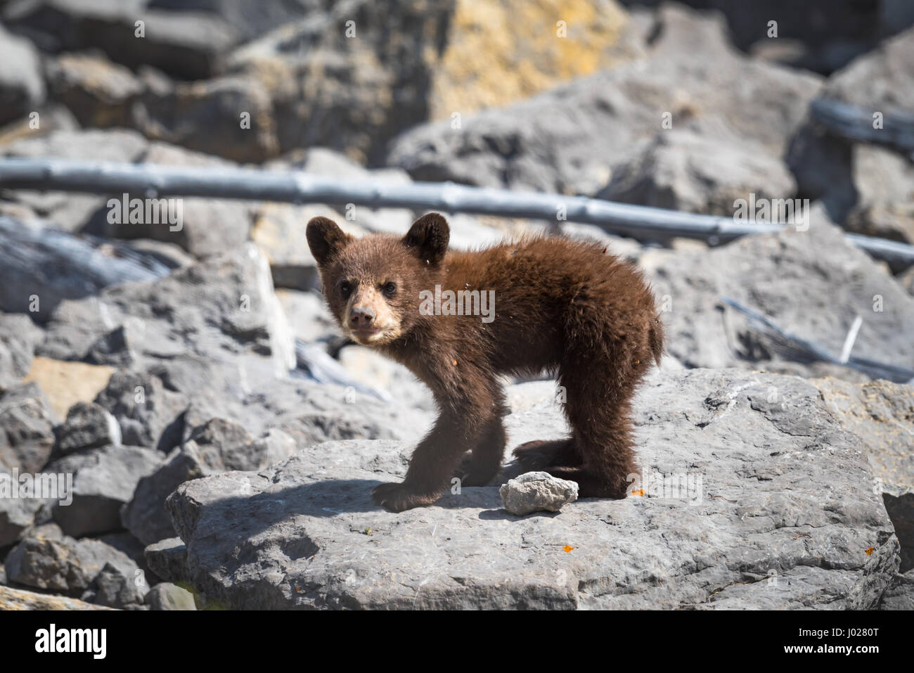 Baby rust coloured Black Bear Cub playing among rock on a lake shore ...