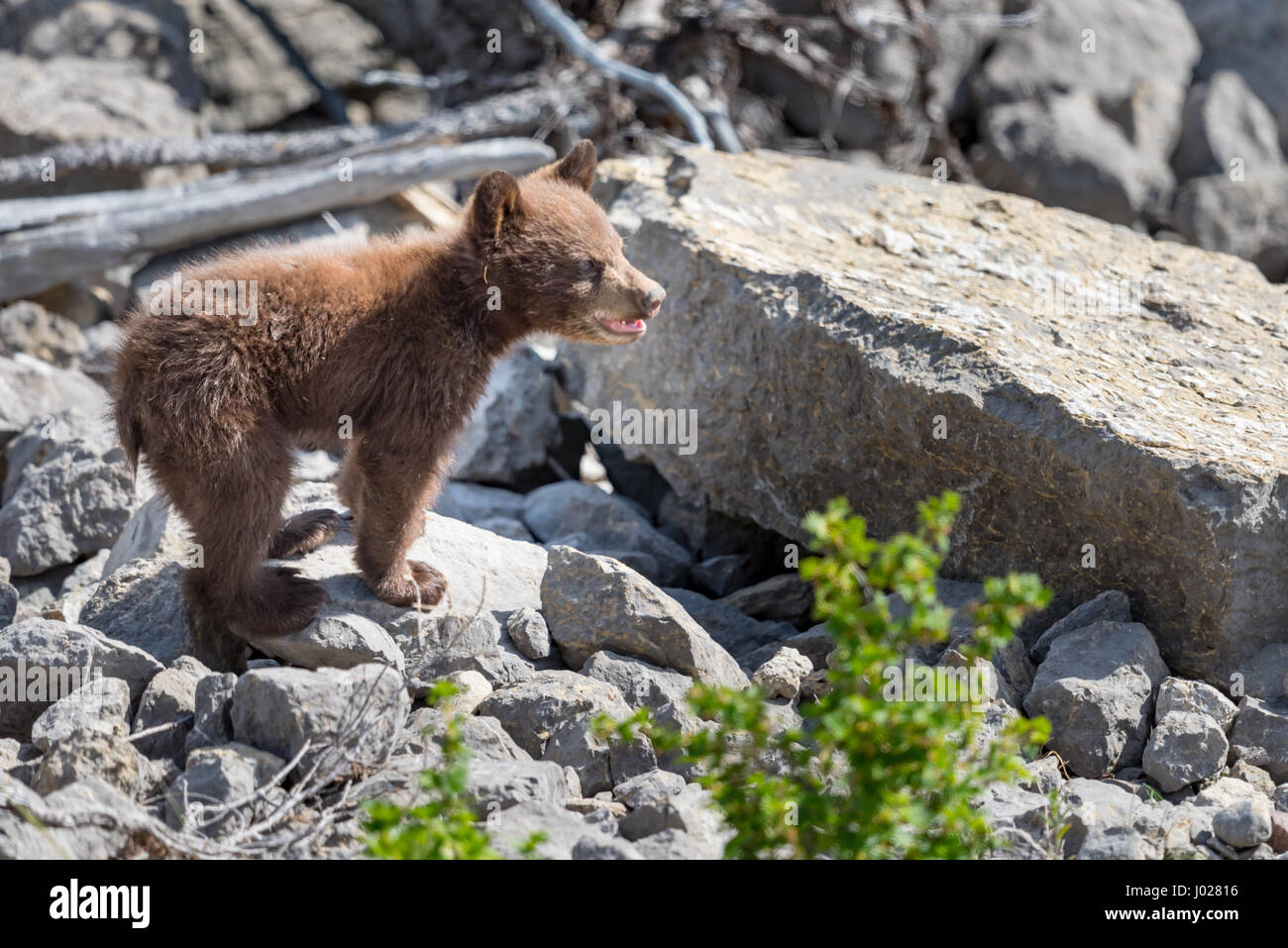 Baby rust coloured Black Bear Cub playing among rock on a lake shore ...