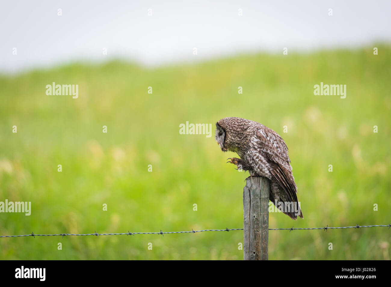 Great Gray Owl on a barbed wire fence post Stock Photo - Alamy