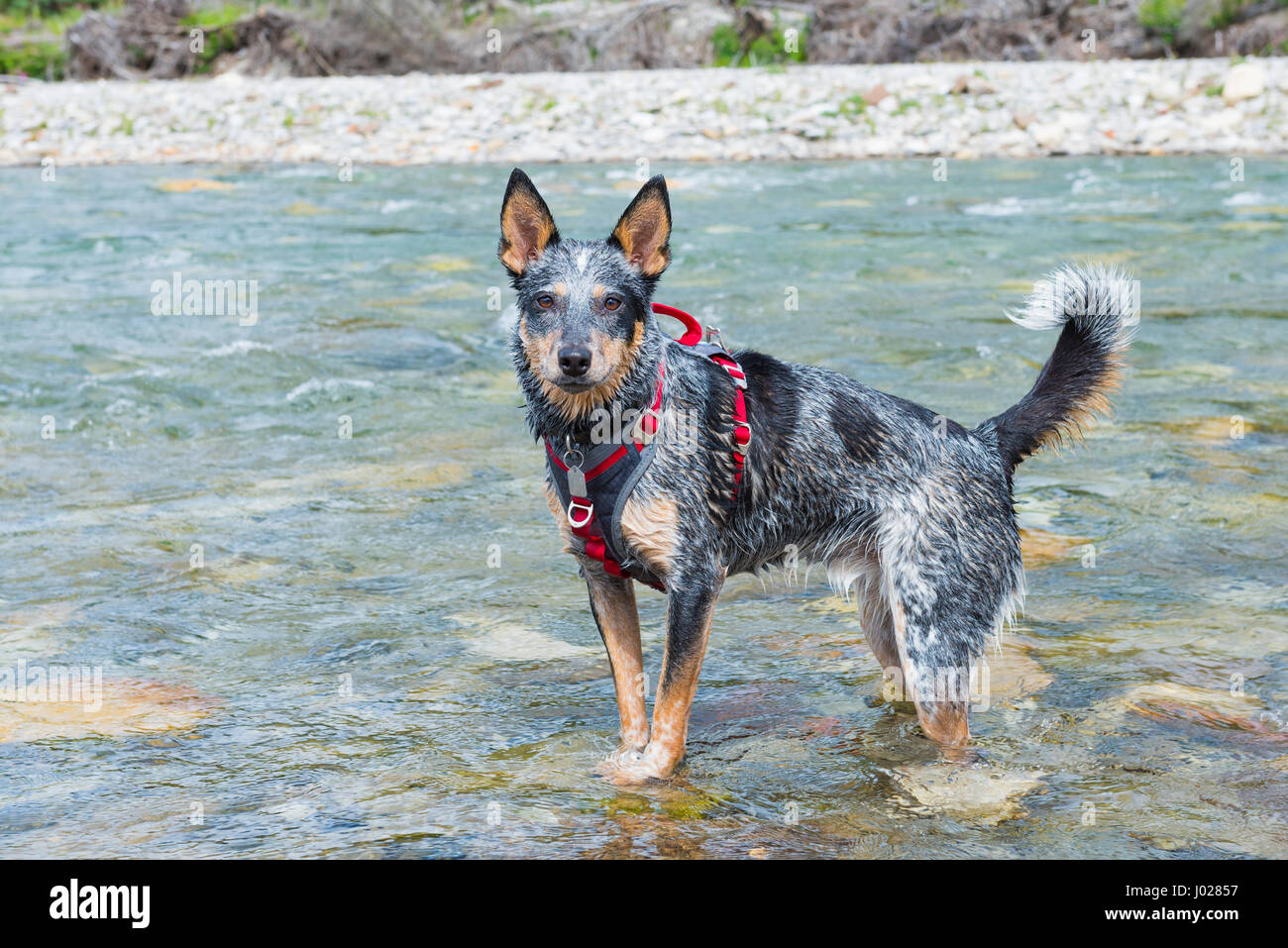 Blue Heeler Dog playing in the river Stock Photo - Alamy