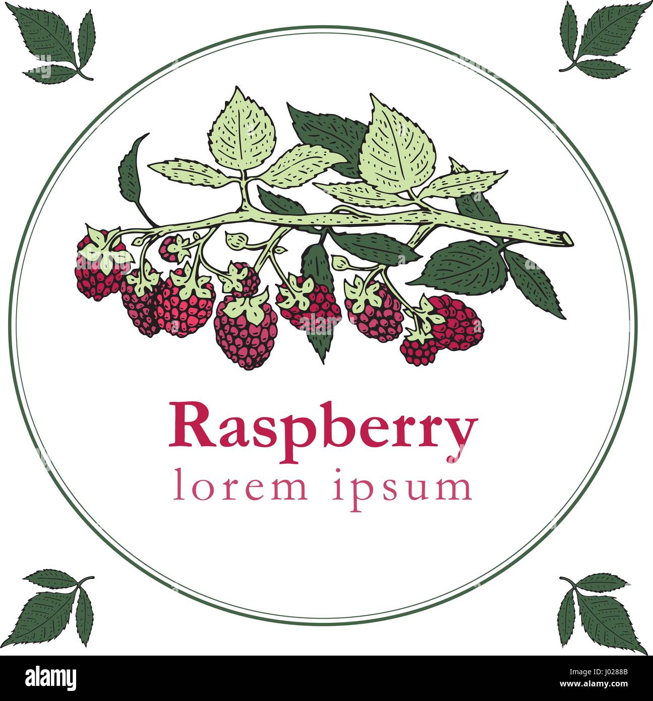 vector raspberry illustration. Can be use for background, design ...