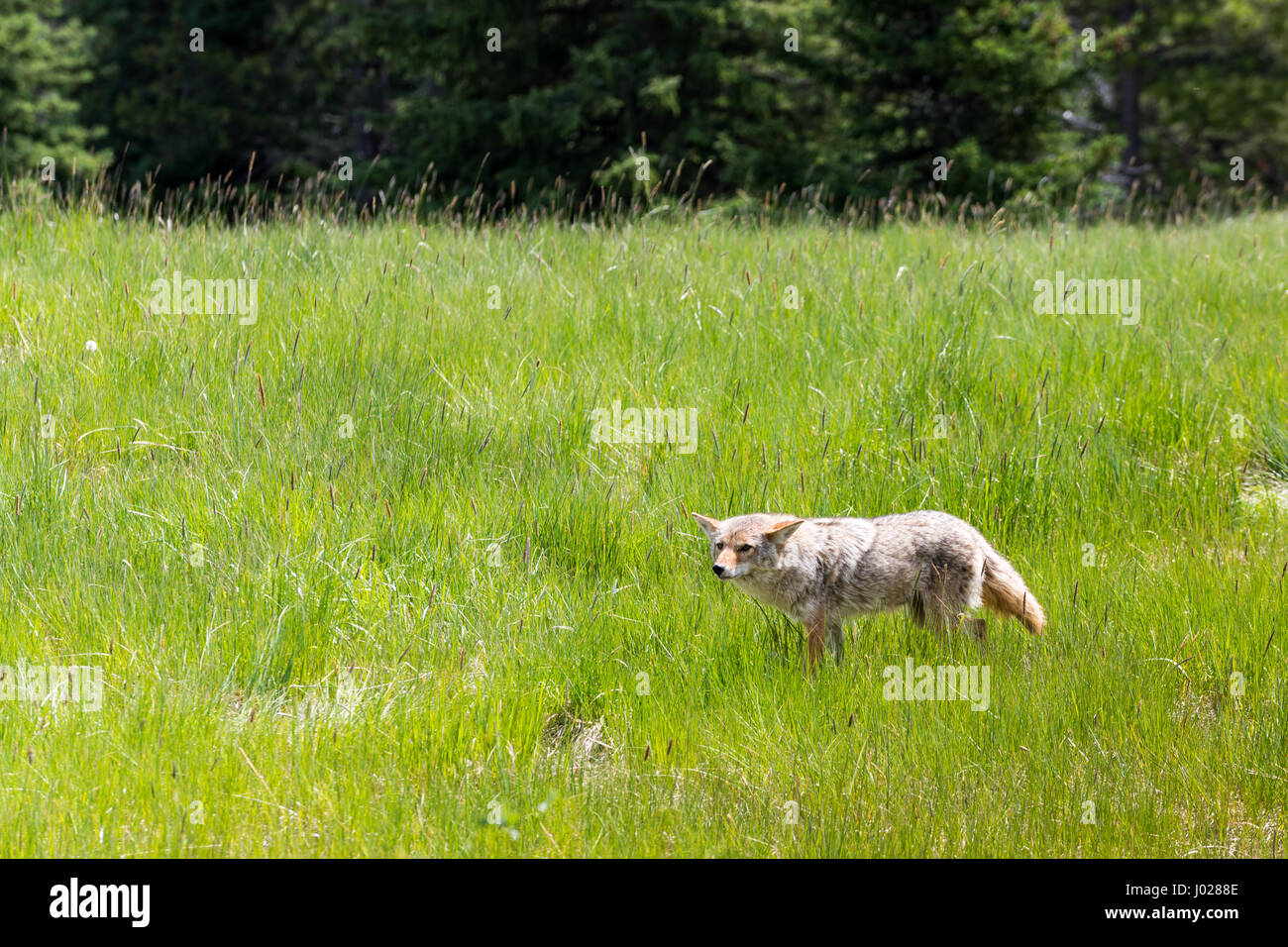 Wild Coyote stalking its prey in a mountain meadow in summer Kananaskis ...