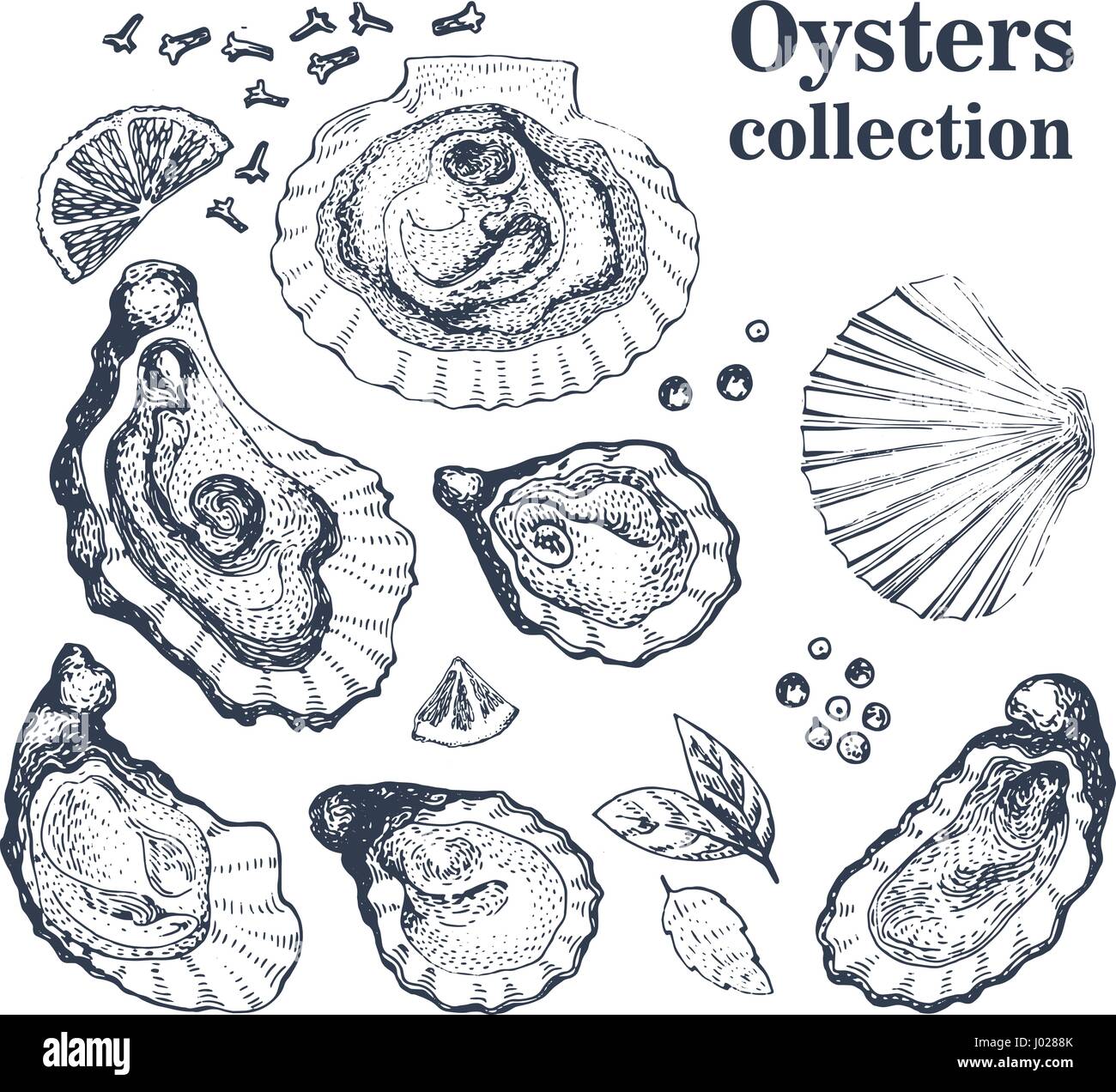 Vector hand drawn collection of oysters Stock Vector Image & Art - Alamy