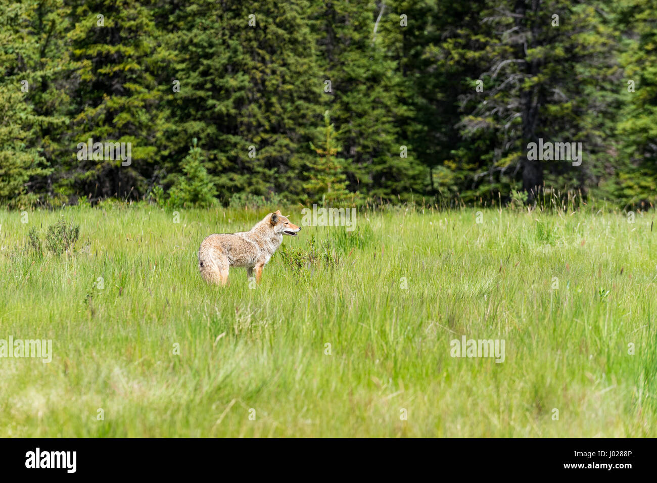 Wild Coyote stalking its prey in a mountain meadow in summer Kananaskis ...