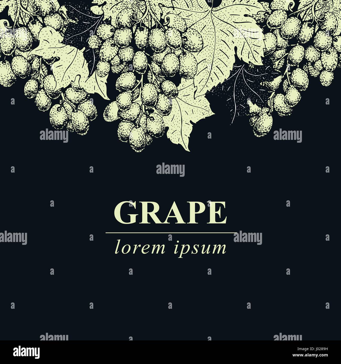 vector grape illustration. Can be use for background, design ...