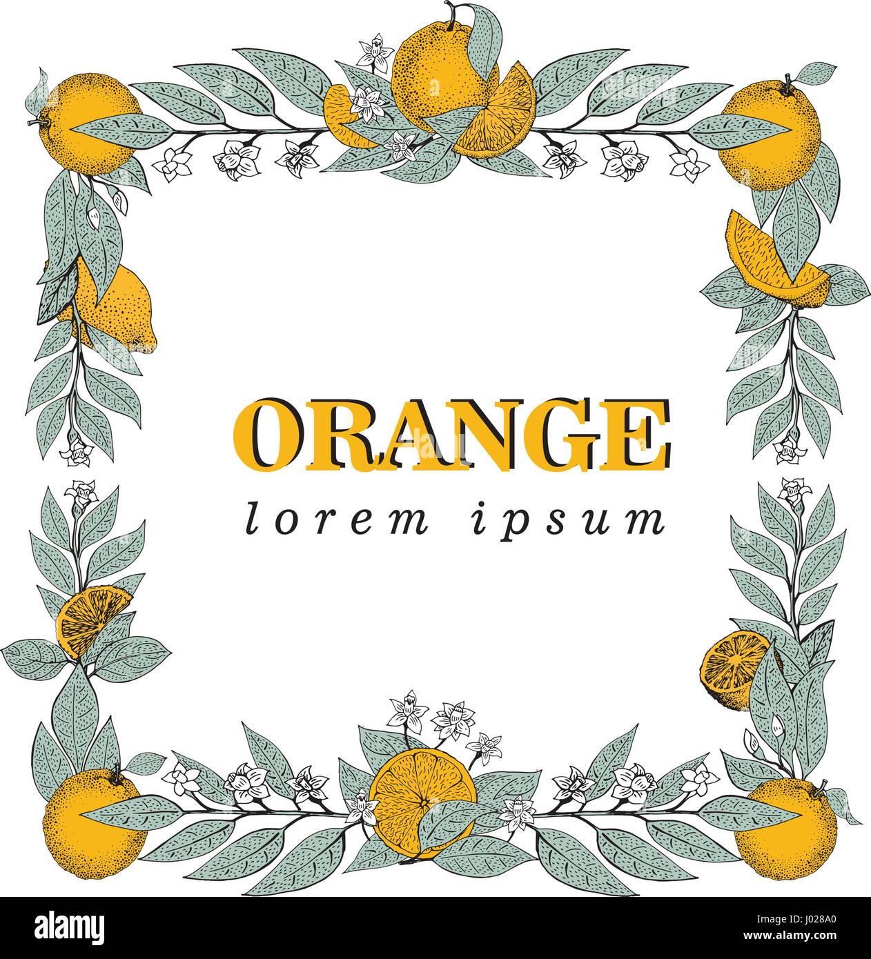 Vector hand drawn square frame of leaves and orange fruit. Vintage ...
