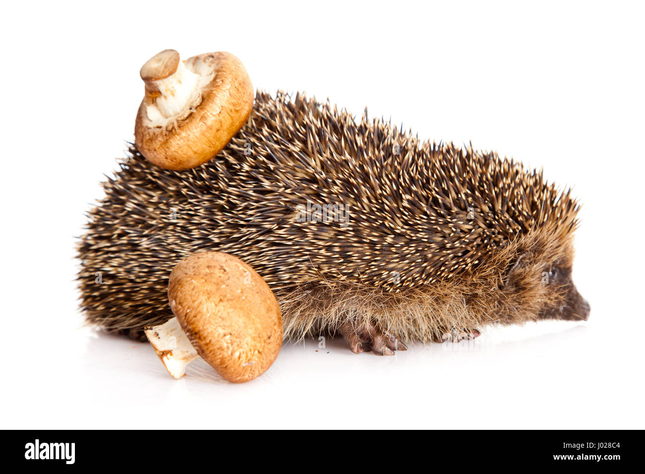 Hedgehog profile Cut Out Stock Images & Pictures - Alamy