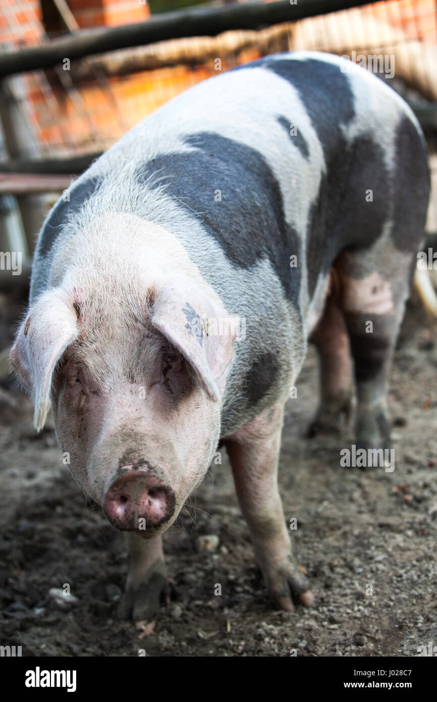 Black boar ranch hi-res stock photography and images - Alamy