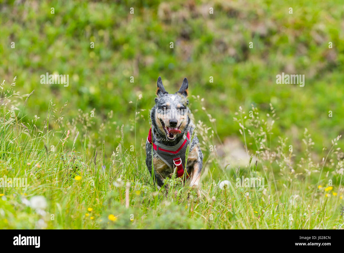 Blue Heeler Dog playing in a mountain meadow Stock Photo - Alamy
